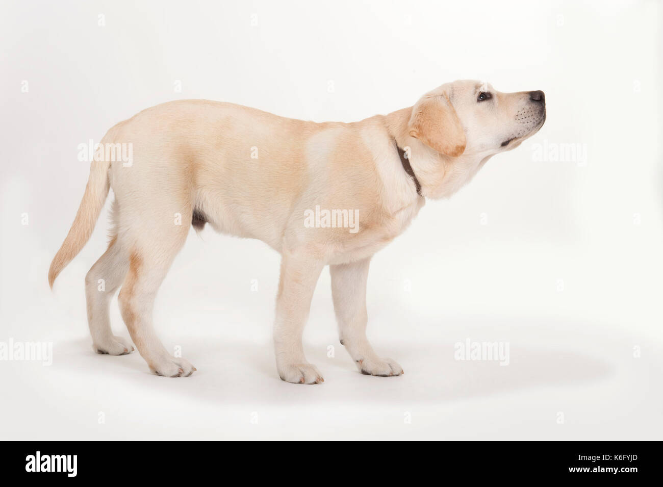 Labrador puppy 3 months old, in studio, UK, standing, looking up, alert ...