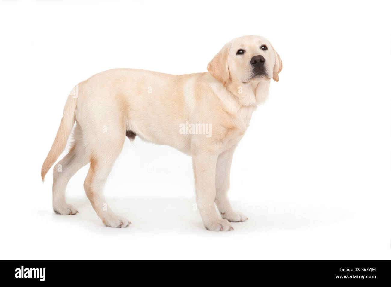Labrador puppy 3 months old, in studio, UK, standing, looking up, alert ...