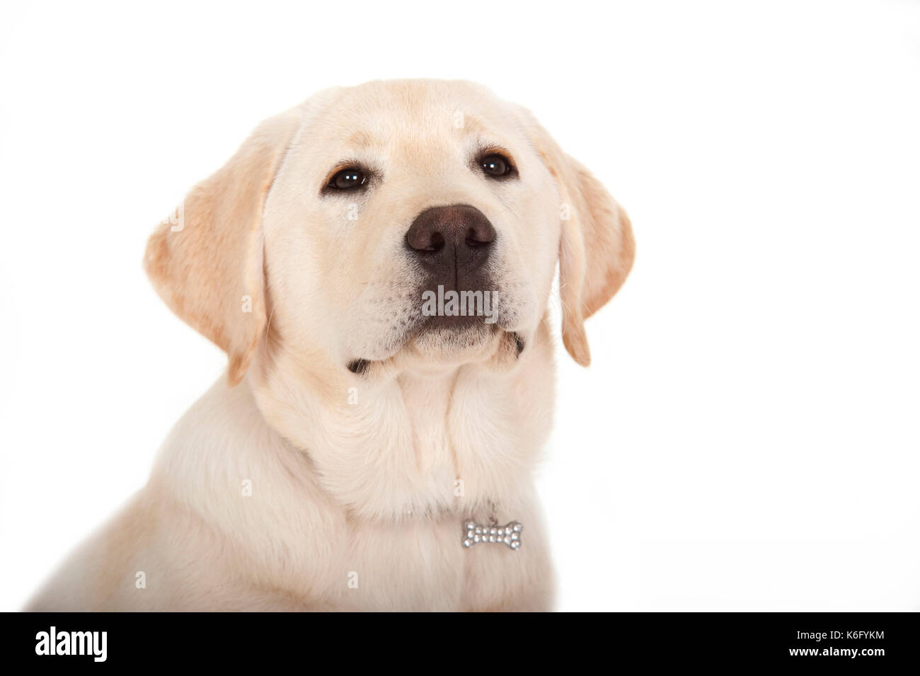 Labrador puppy 3 months old, in studio, UK, portrait, close up of face ...
