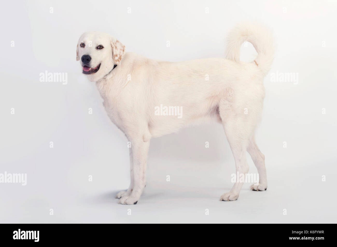 Akbash hi-res stock photography and images - Alamy