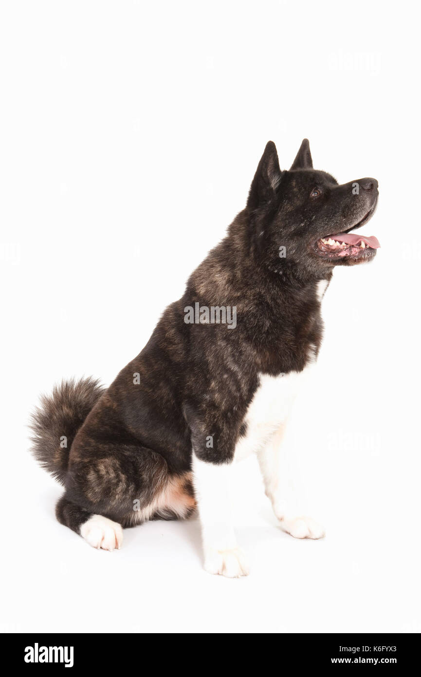 American Akita Dog, Sitting, Studio, White Background Stock Photo - Alamy