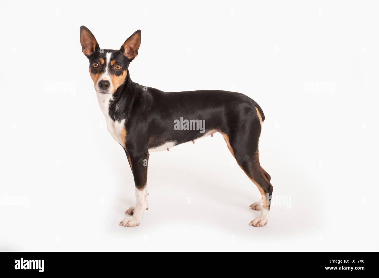 Rat terrier dog hi-res stock photography and images - Alamy
