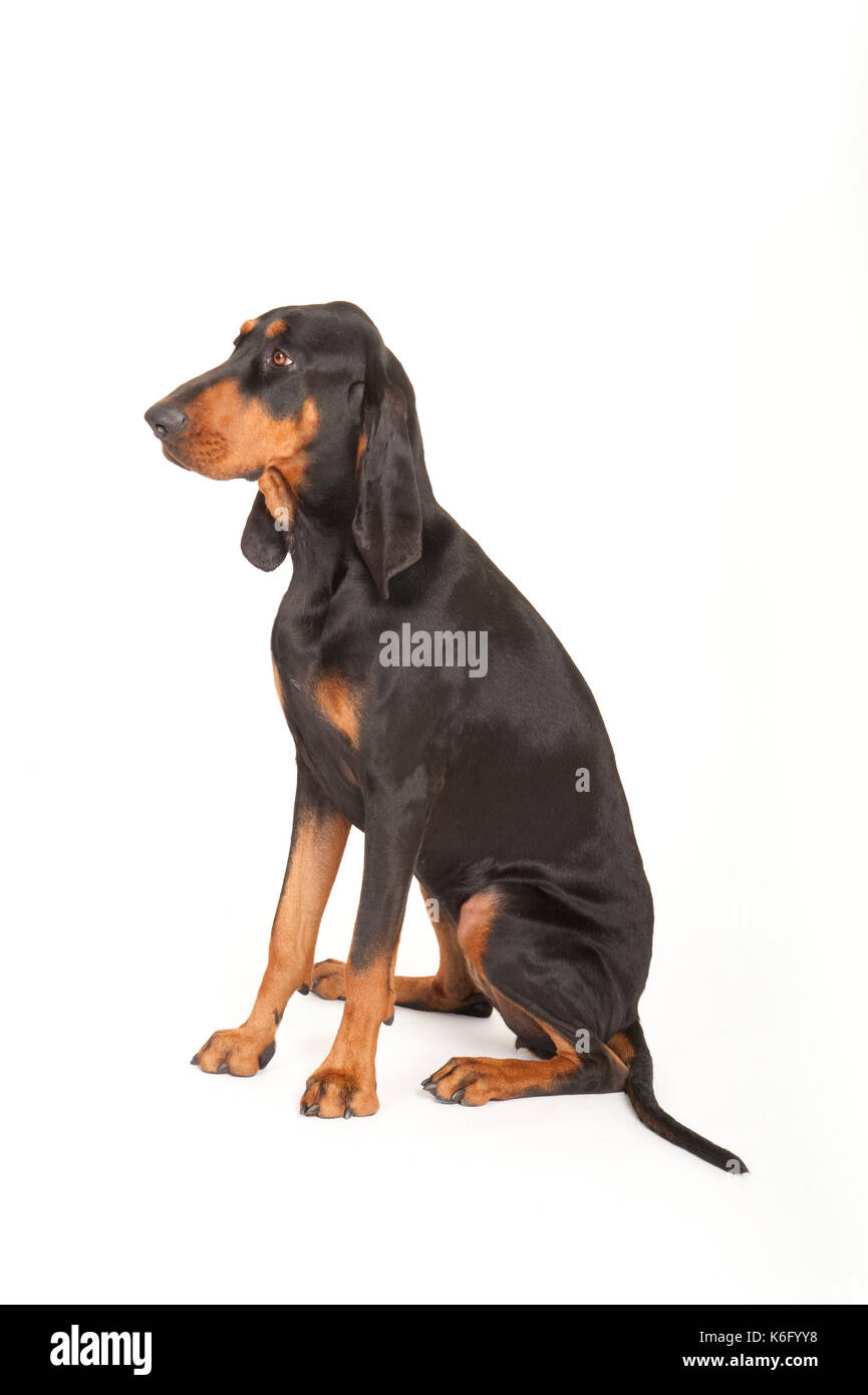 Black & Tan Coonhound Dog, Sitting, Studio, White Background Stock ...