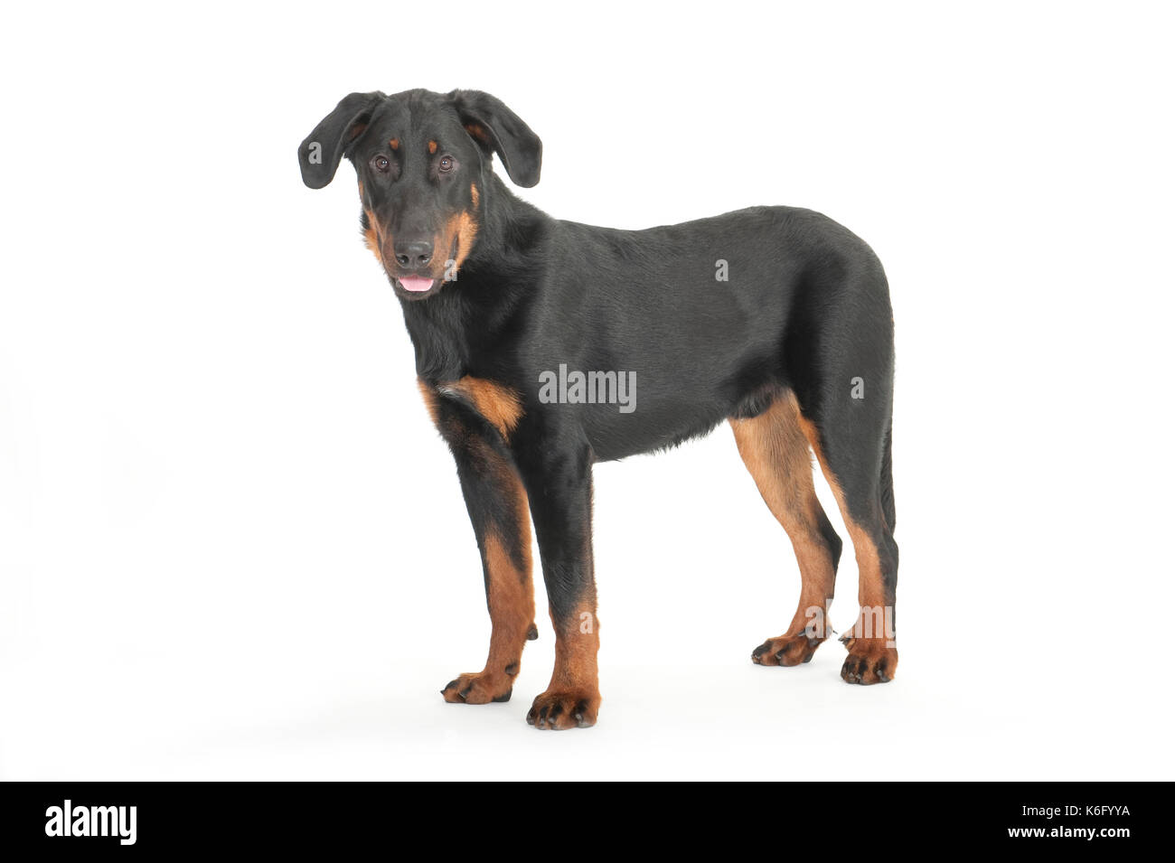 Beauceron Dog - Male, Standing, Studio, White Background Stock Photo ...