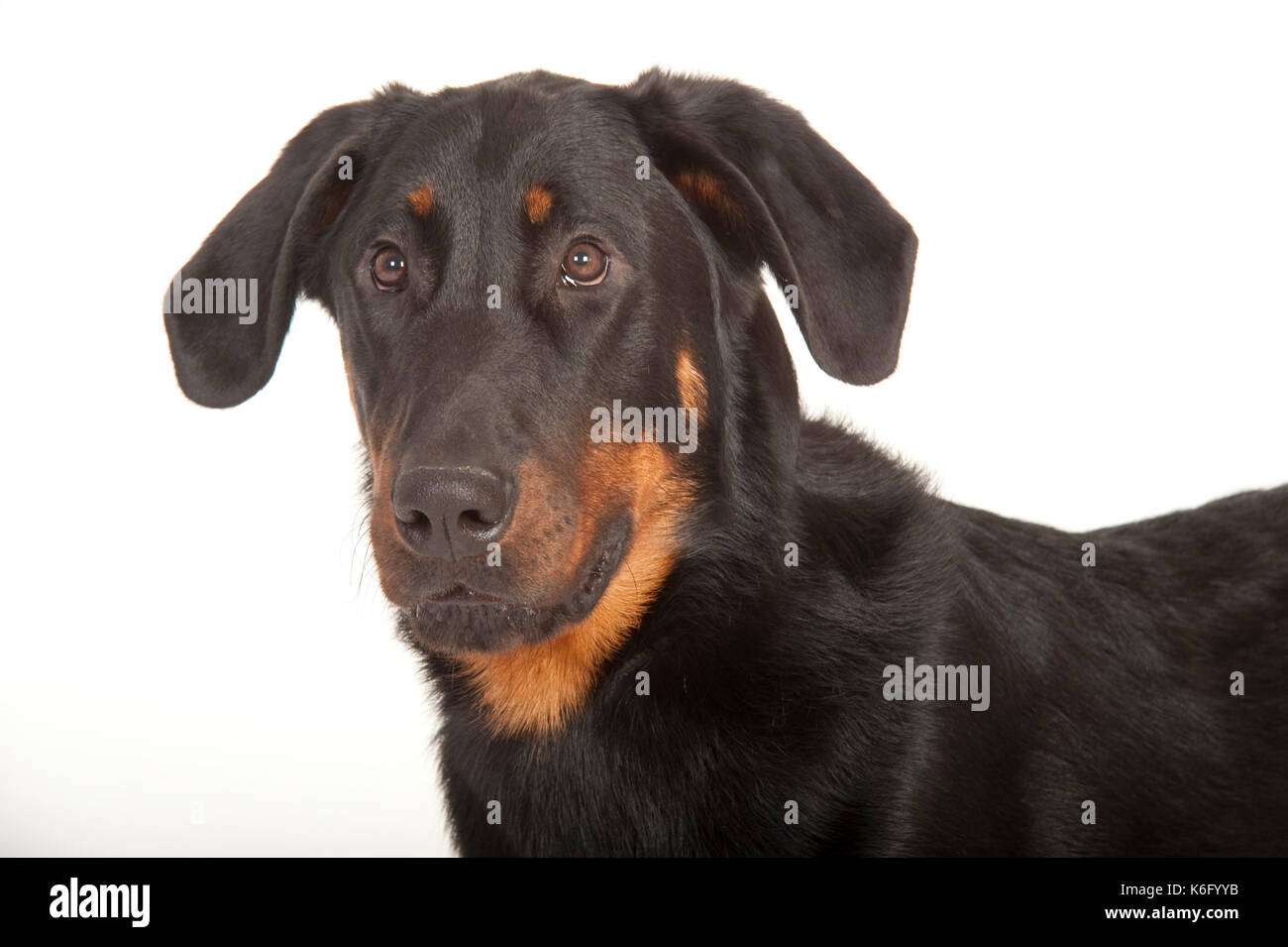 Beauceron Dog Stock Photos & Beauceron Dog Stock Images - Alamy