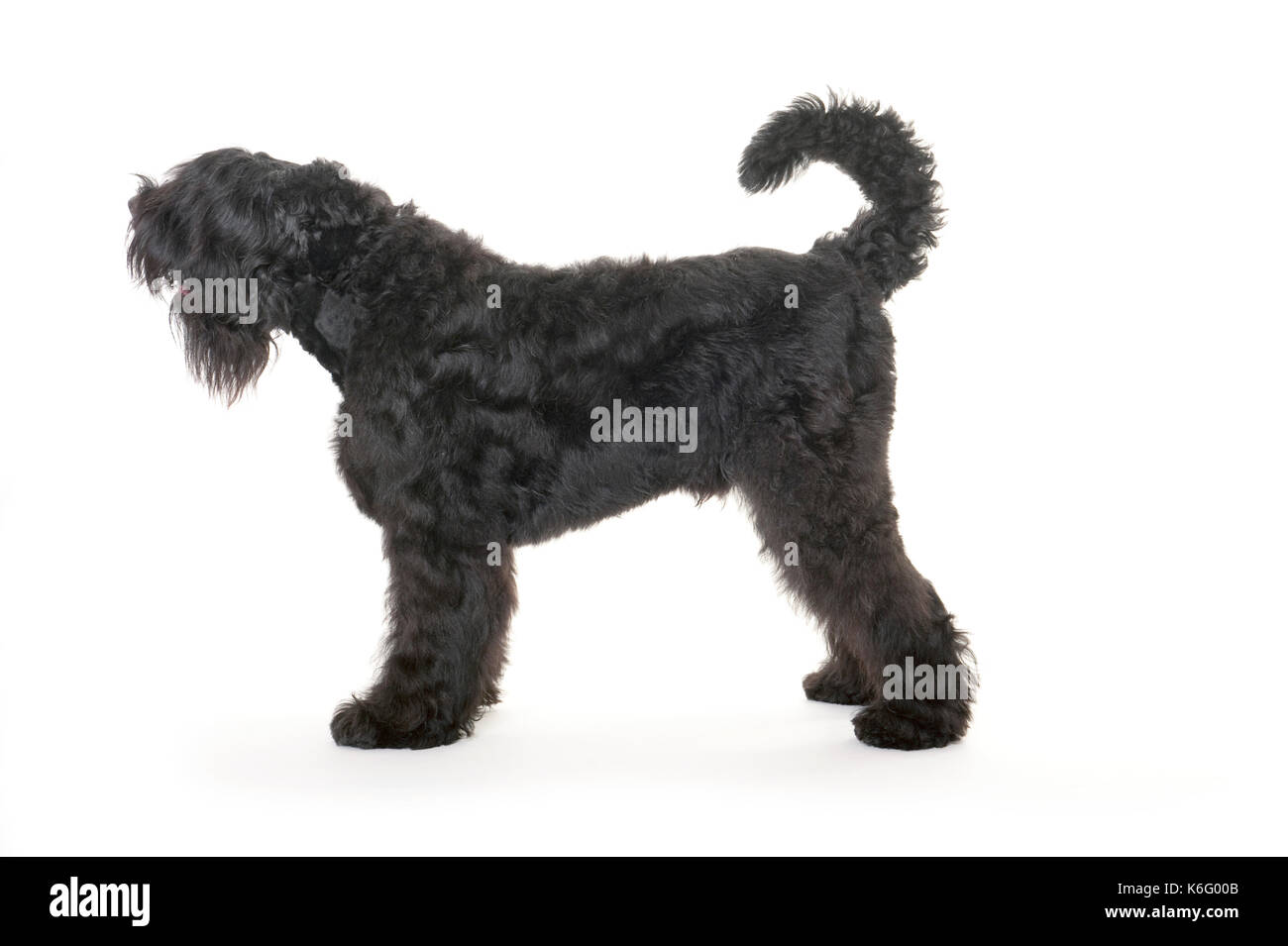 Black Russian Terrier Is A Mixed Breed