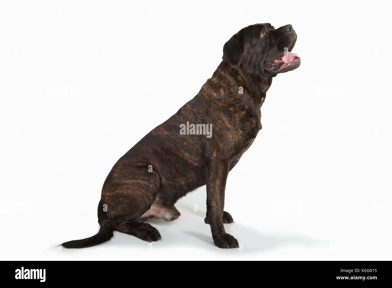 Cane Corso Dog, Sitting, Studio, White Background Stock Photo - Alamy