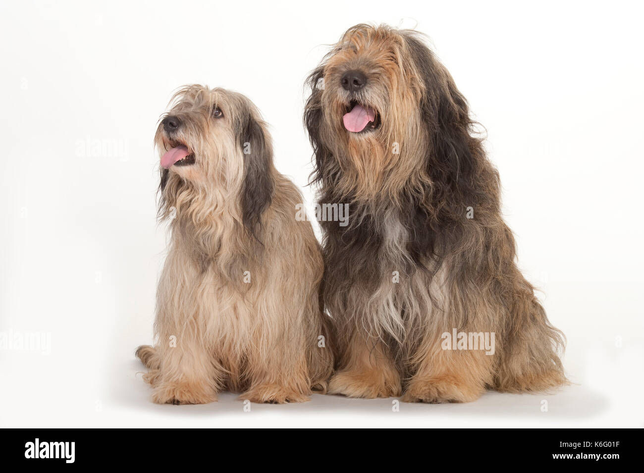 Sheepdog catalan hi-res stock photography and images - Alamy
