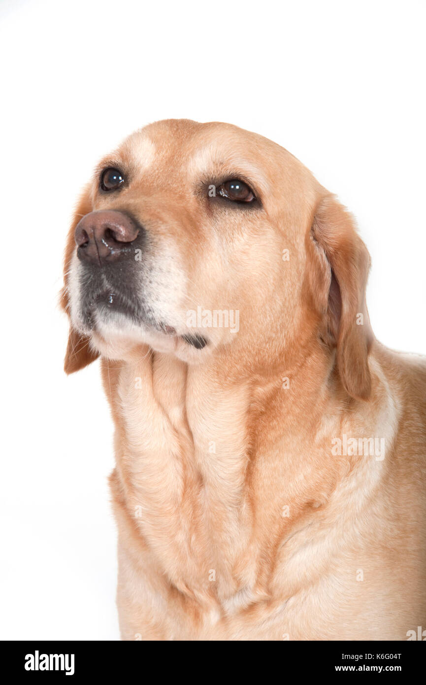 Golden Labrador Dog, Head Study, Studio, White Background Stock Photo ...