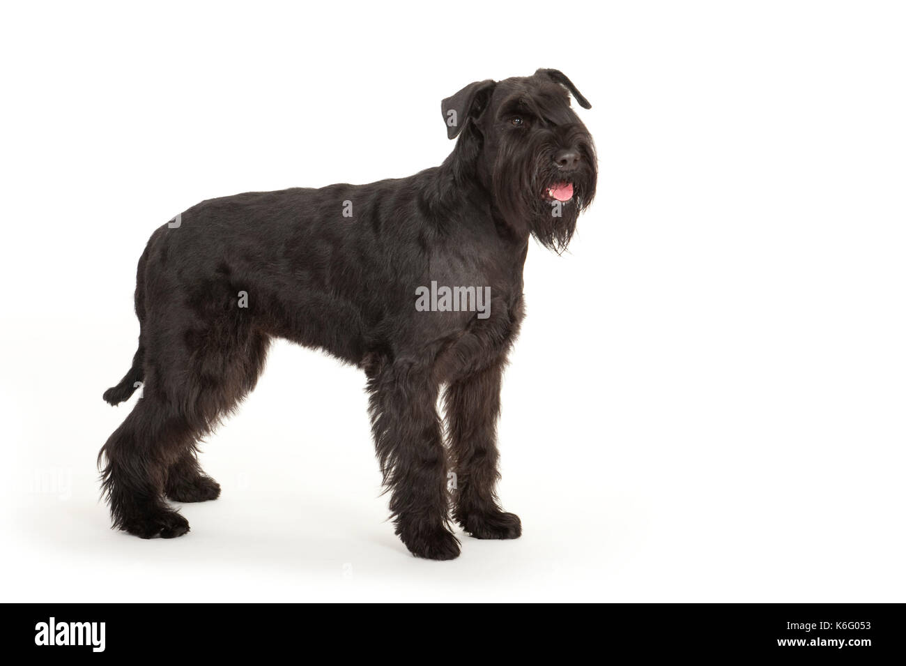 Giant Schnauzer Dog, Standing, Studio, White Background Stock Photo - Alamy