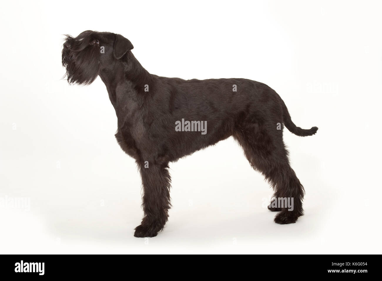 Giant Schnauzer Dog, Standing, Studio, White Background Stock Photo - Alamy