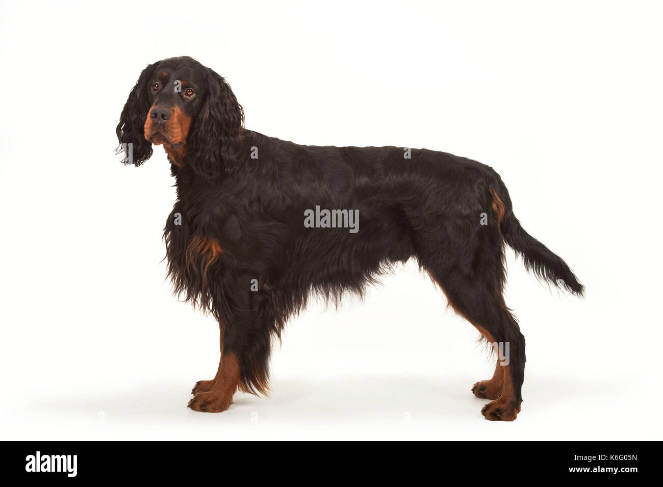 Gordon setter Cut Out Stock Images & Pictures - Alamy