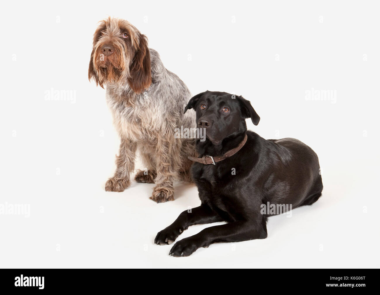 Italian Spinone & Black Labrador Dogs together Stock Photo - Alamy