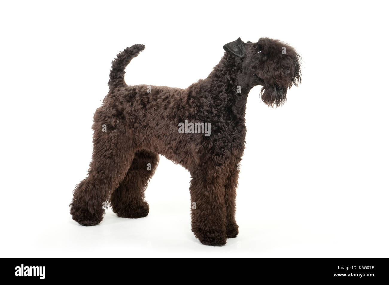 Kerry Blue Dog, Standing, Studio, White Background Stock Photo - Alamy