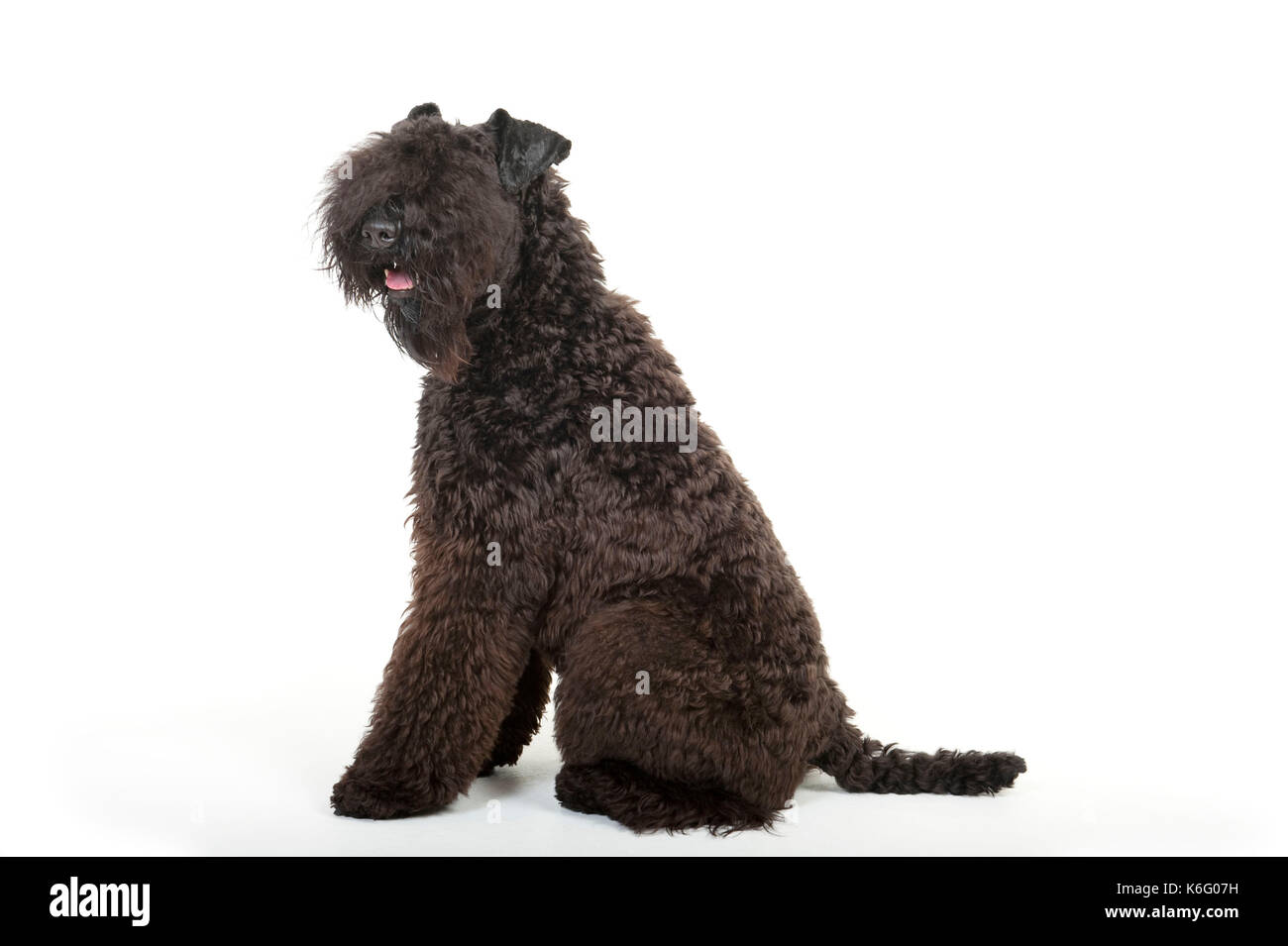 Kerry Blue Dog - Sitting, Studio, White Background Stock Photo - Alamy