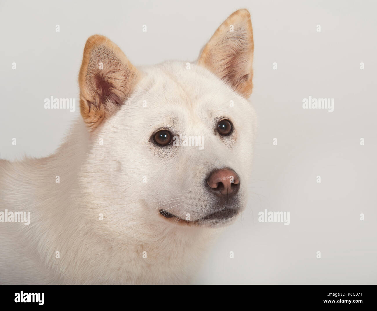 Korean jindo dog hi-res stock photography and images - Alamy