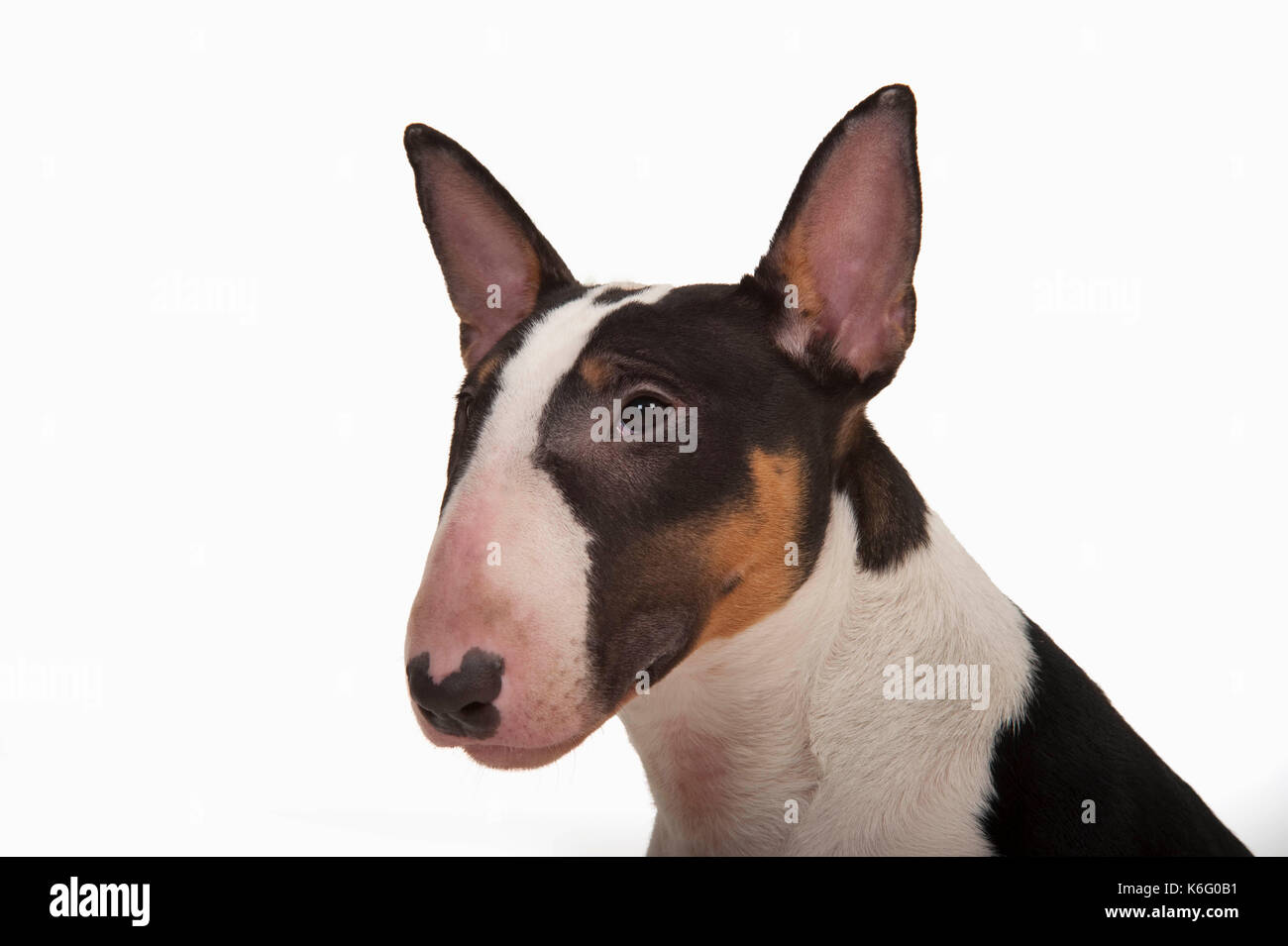 Bull terrier head hi-res stock photography and images - Alamy