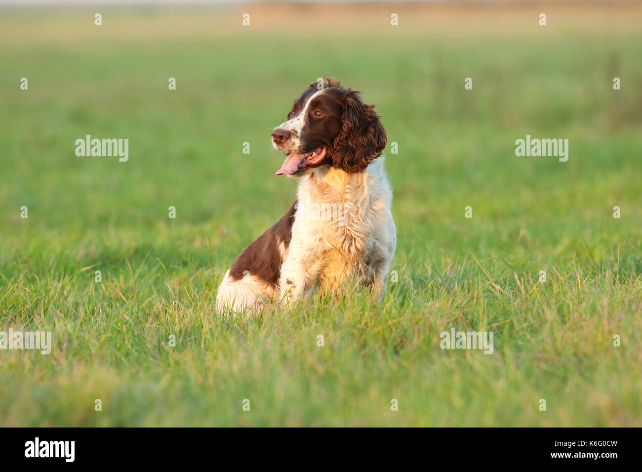 Gun Dog - Springer Spaniel, sitting in field, UK Stock Photo - Alamy