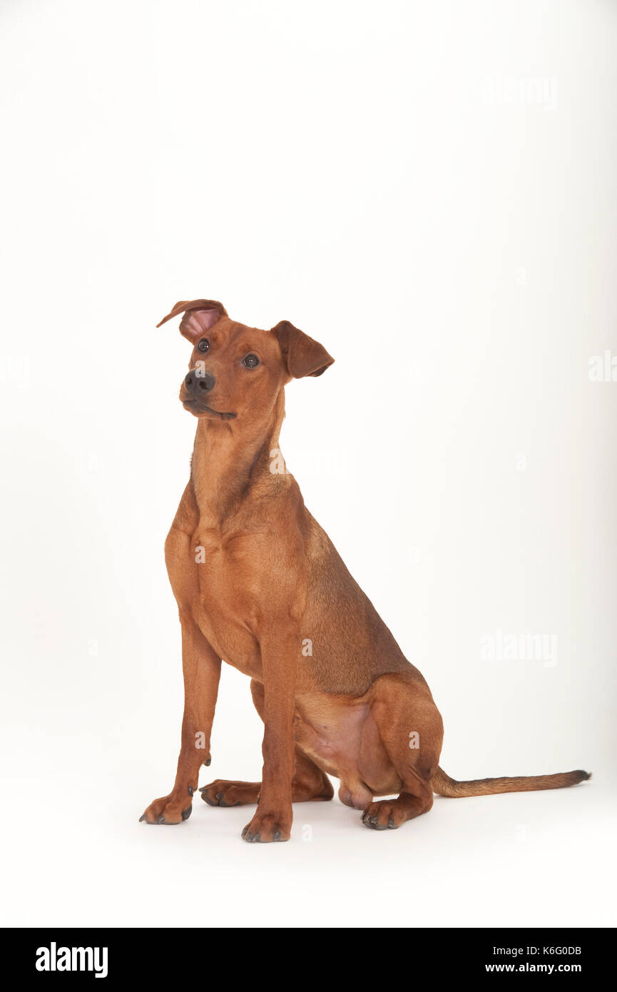Pinscher Dog, Sitting, Studio, White Background Stock Photo - Alamy