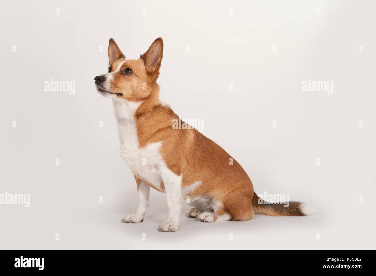 Portugese Podengo Dog, Sitting, Studio, White Background Stock Photo ...