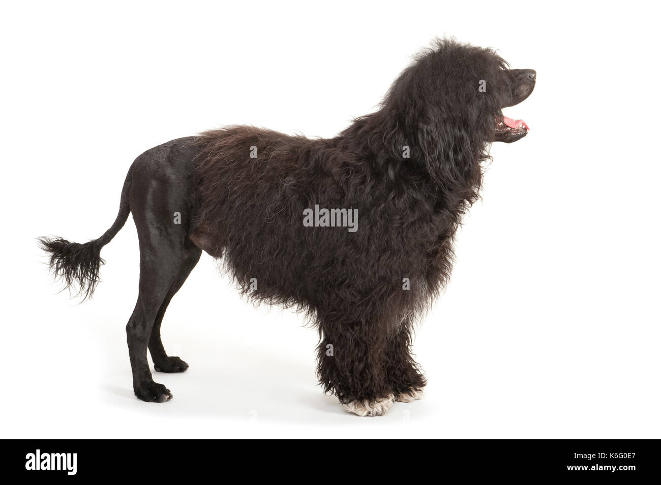 Portuguese Water Dog - Standing, with Lions Mane Cut, Studio, White ...