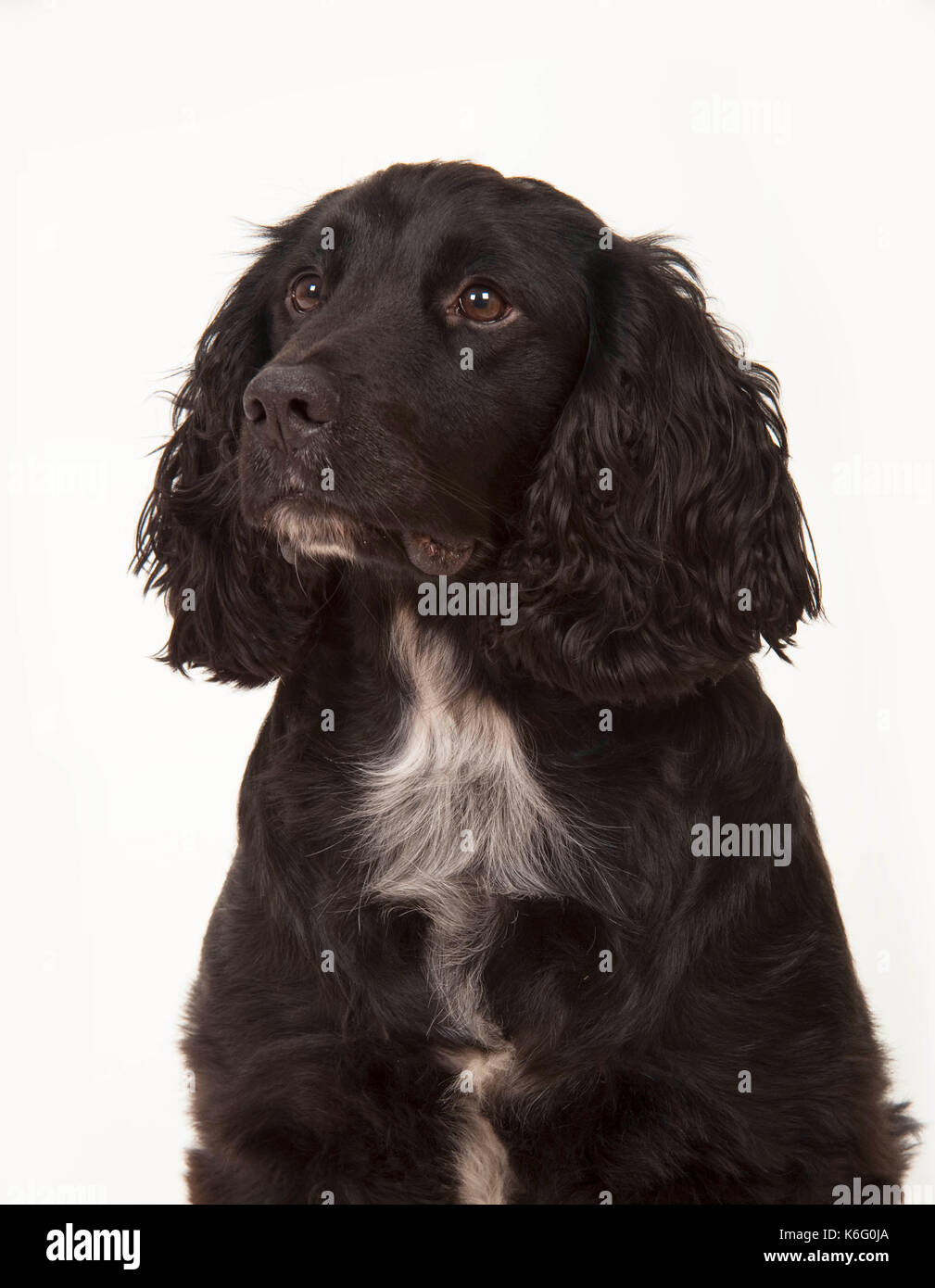 Spaniel dog head hi-res stock photography and images - Alamy