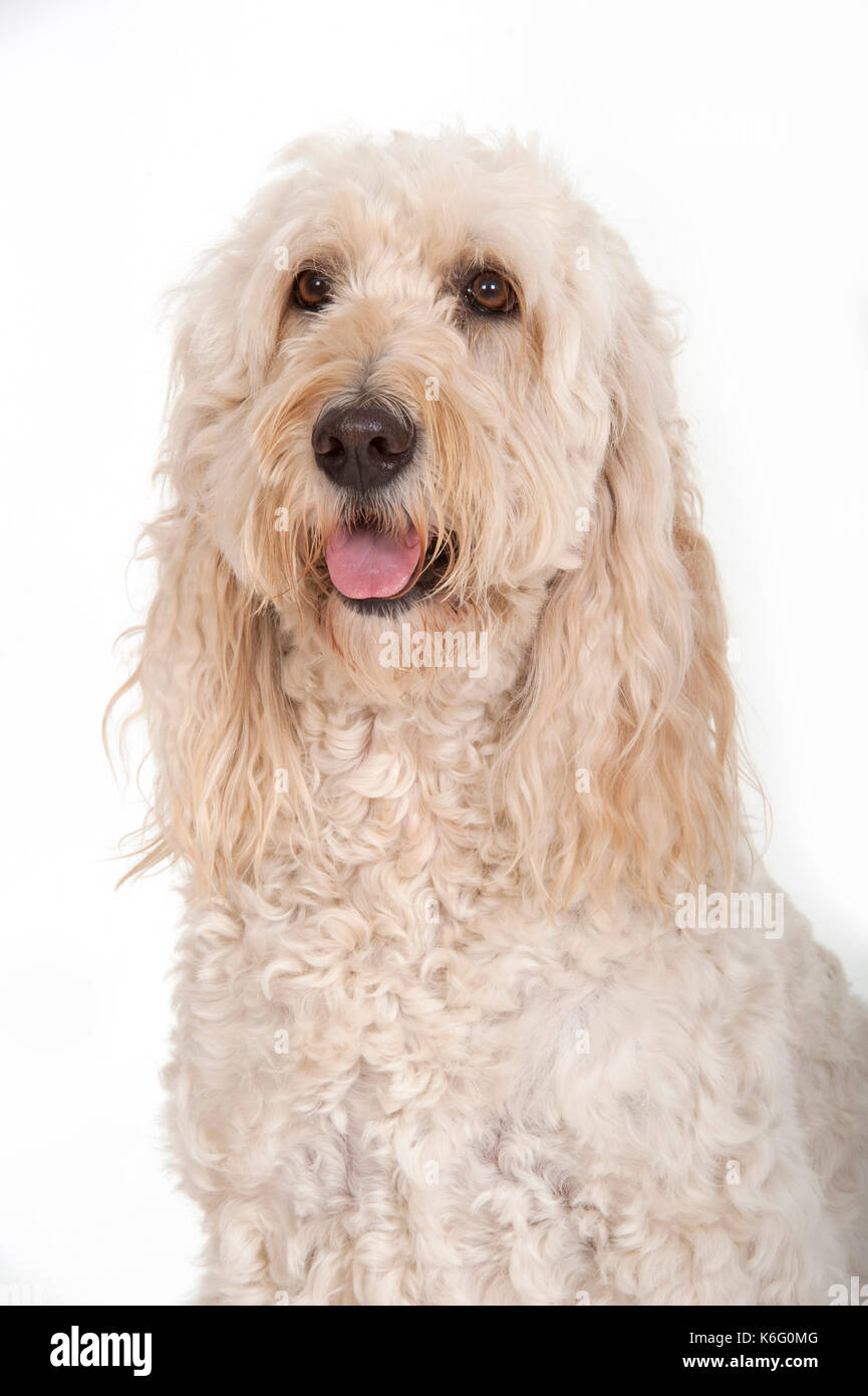 Goldendoodle Dog, Head Study, Studio, White Background Stock Photo - Alamy