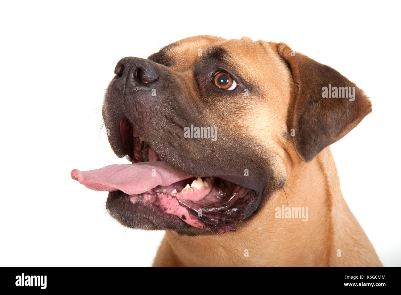 Boerboel breed hi-res stock photography and images - Alamy