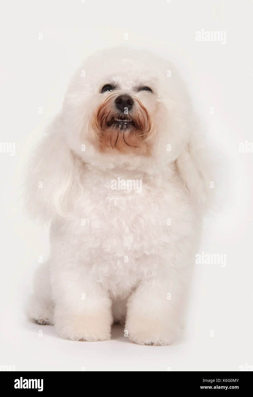 Bichon Frise Dog, sitting, Studio, White Background Stock Photo - Alamy