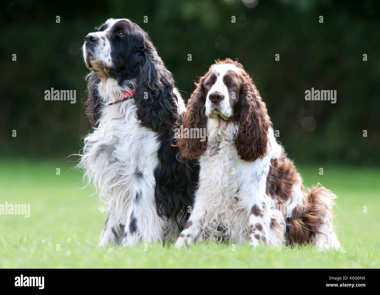 Cocker spaniel dogs hi-res stock photography and images - Alamy