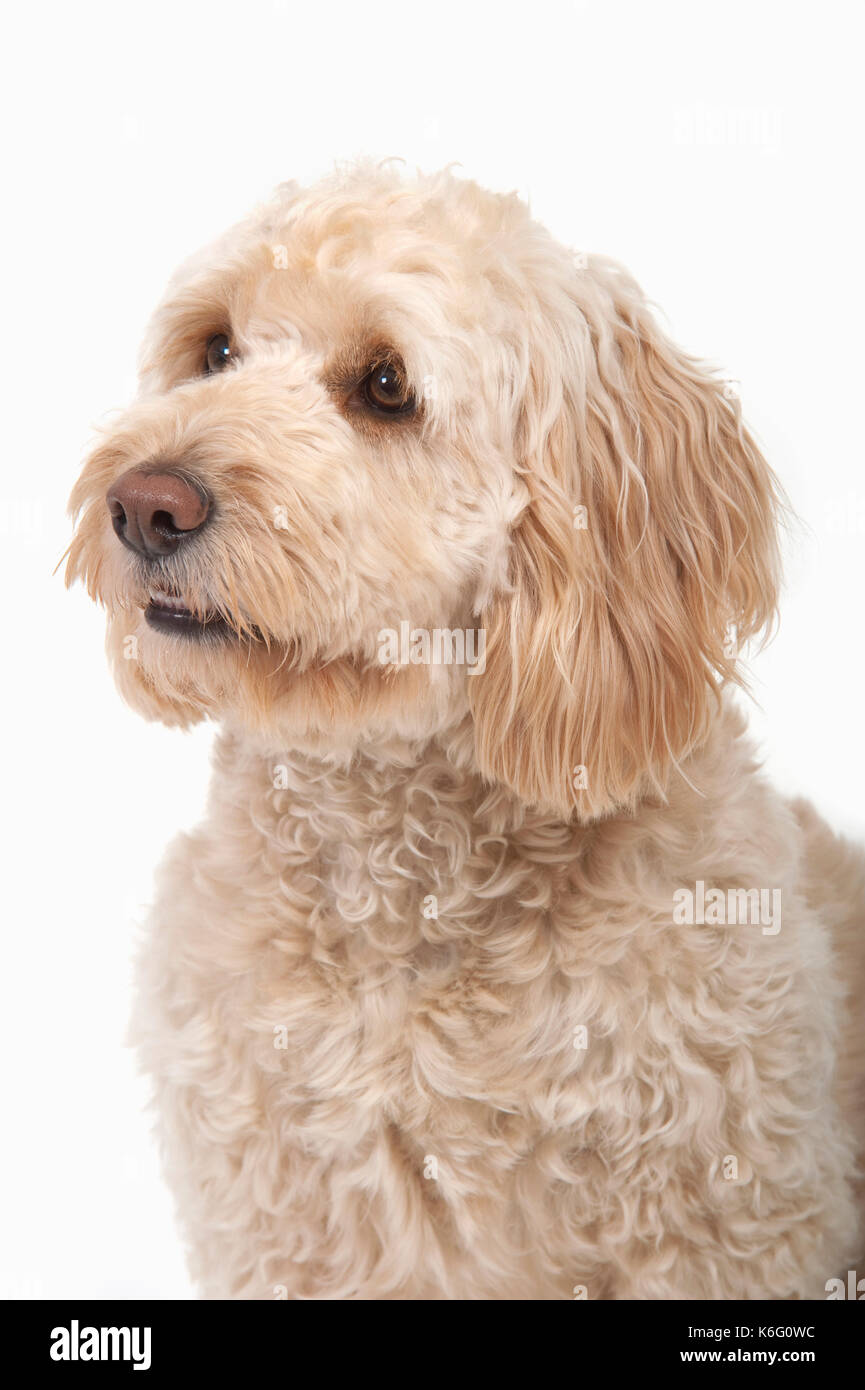 Cock-a-poo Dog, Head Study, studio, white background Stock Photo - Alamy