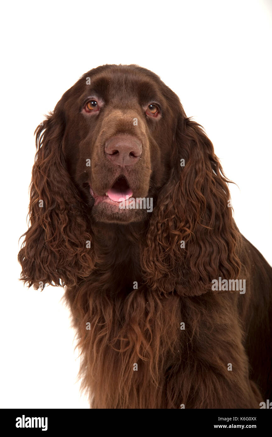 Field Spaniel Dog, Head Study, studio, white background Stock Photo - Alamy