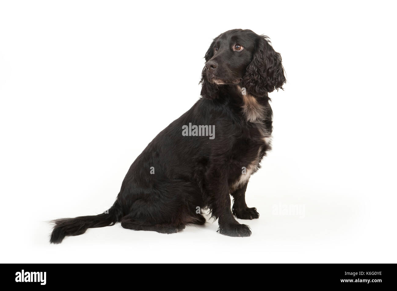Sprocker Spaniel Dog, Sitting, studio, white background Stock Photo - Alamy