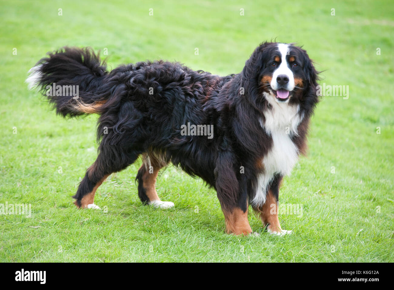 Bernese Dog, Standing, outside in park, UK Stock Photo - Alamy