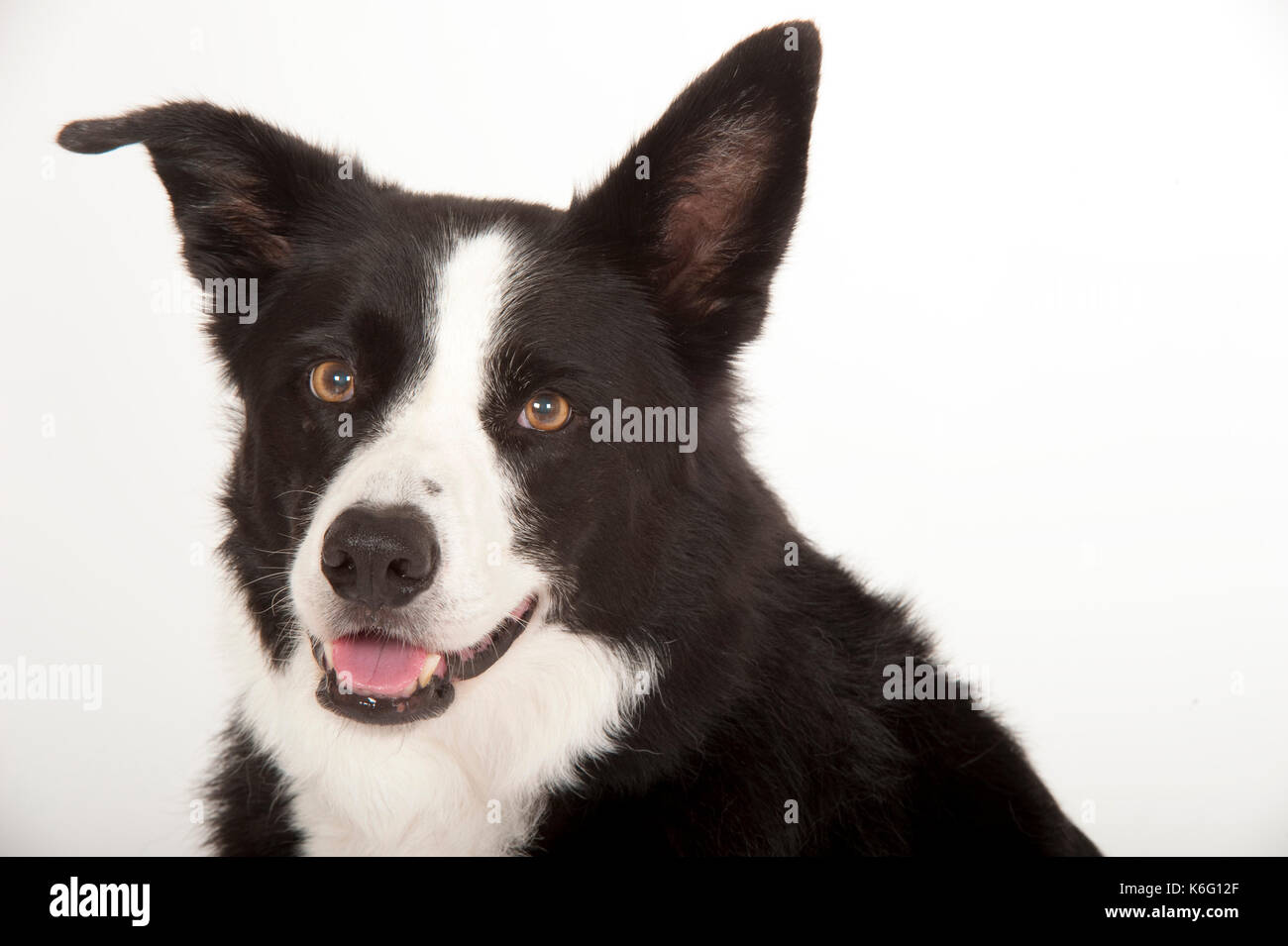 Working Sheepdog, Head Study, Studio, white background Stock Photo - Alamy