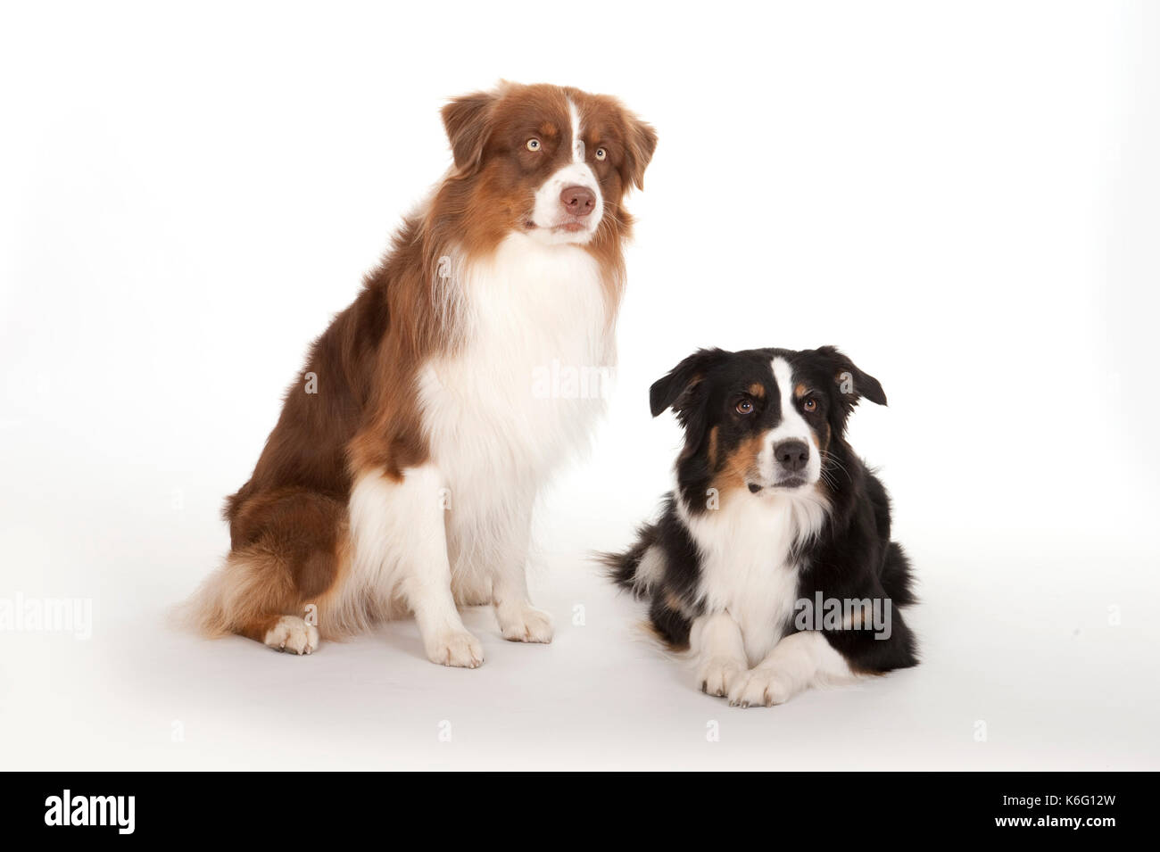 Red tri australian shepherd hi-res stock photography and images - Alamy