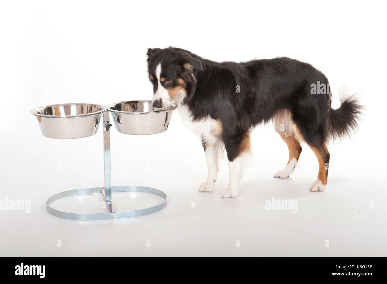 Australian Shepherd Dogs, Tri Coloured Eating from food bowl in stand ...