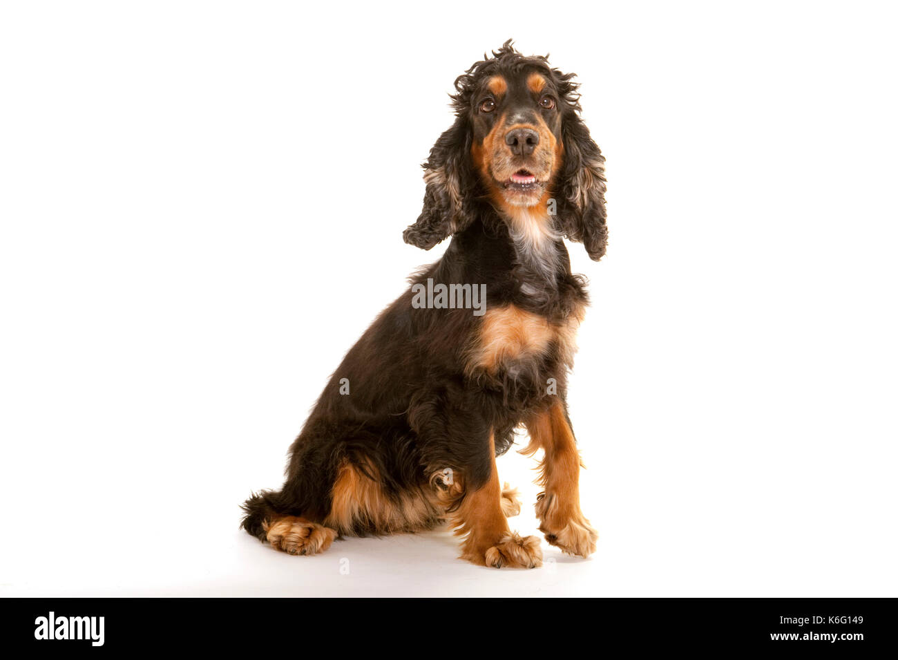 Cocker Spaniel Dog, Sitting, Studio, White Background, Black & Tan ...