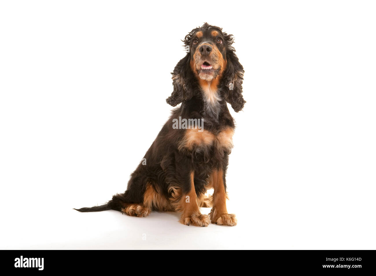 Cocker Spaniel Dog, Sitting, Studio, White Background, Black & Tan ...