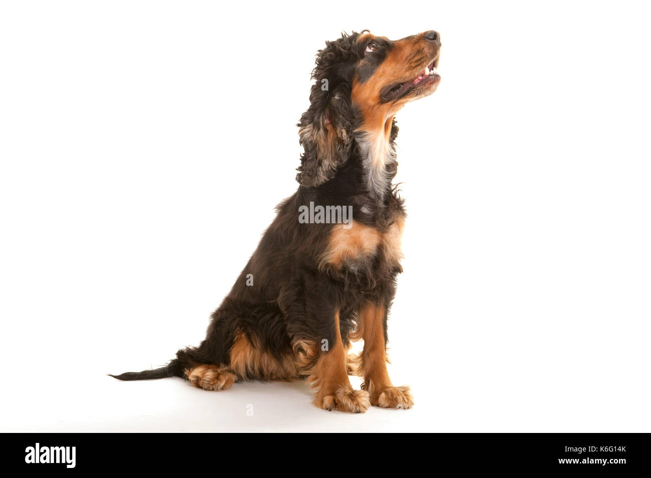 Cocker Spaniel Dog, Sitting, Studio, White Background, Black & Tan ...