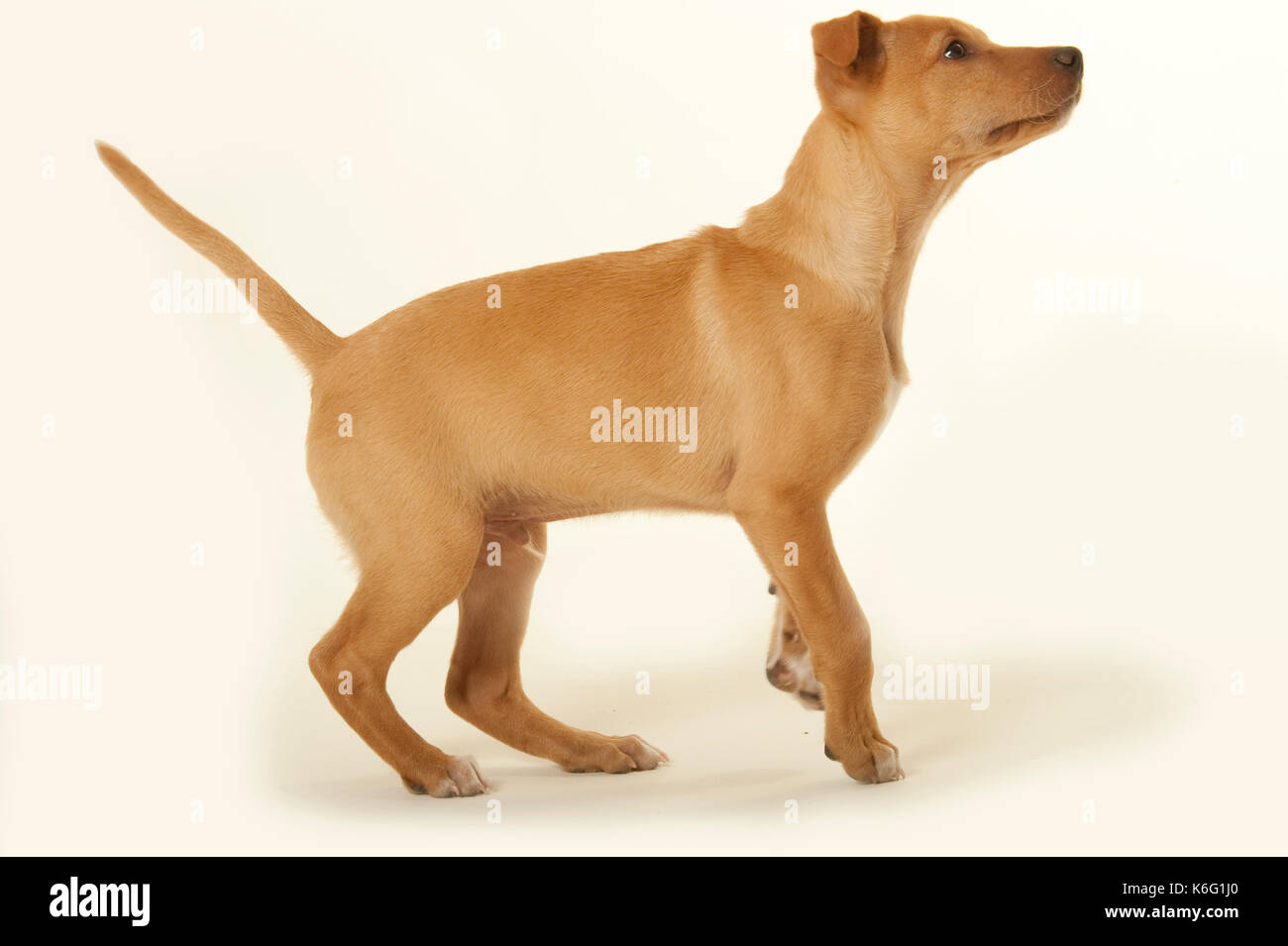 Australian Kelpie Dog, Young Puppy, Standing, Studio, White Background ...