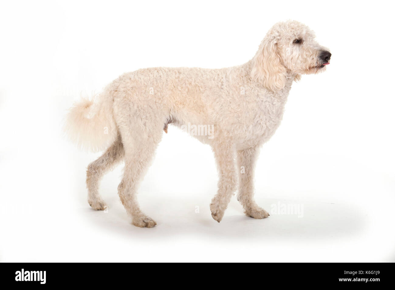 Labradoodle Dog, Standing, Studio, White Background Stock Photo - Alamy