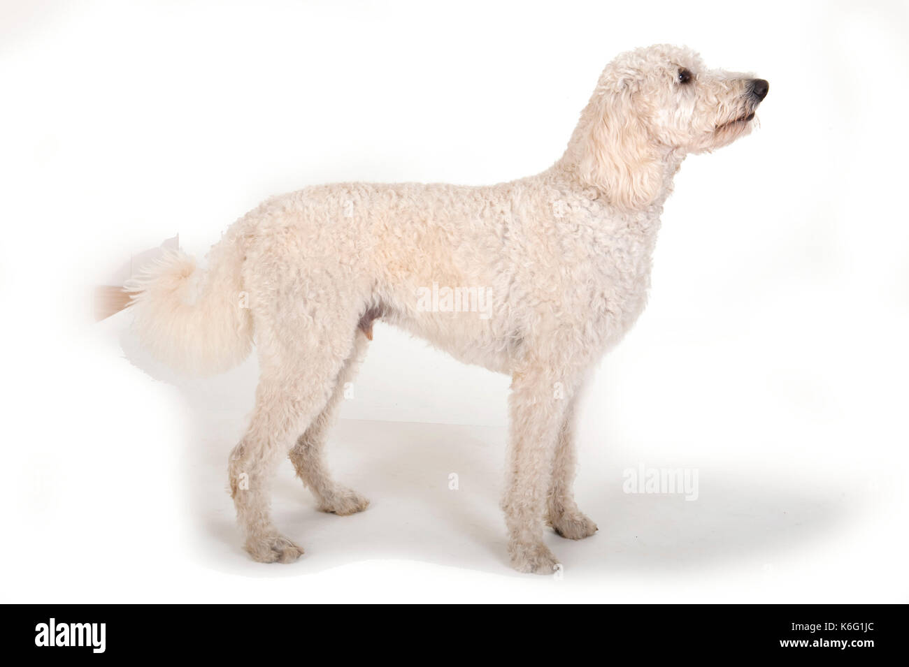 Labradoodle Dog, Standing, Studio, White Background Stock Photo - Alamy