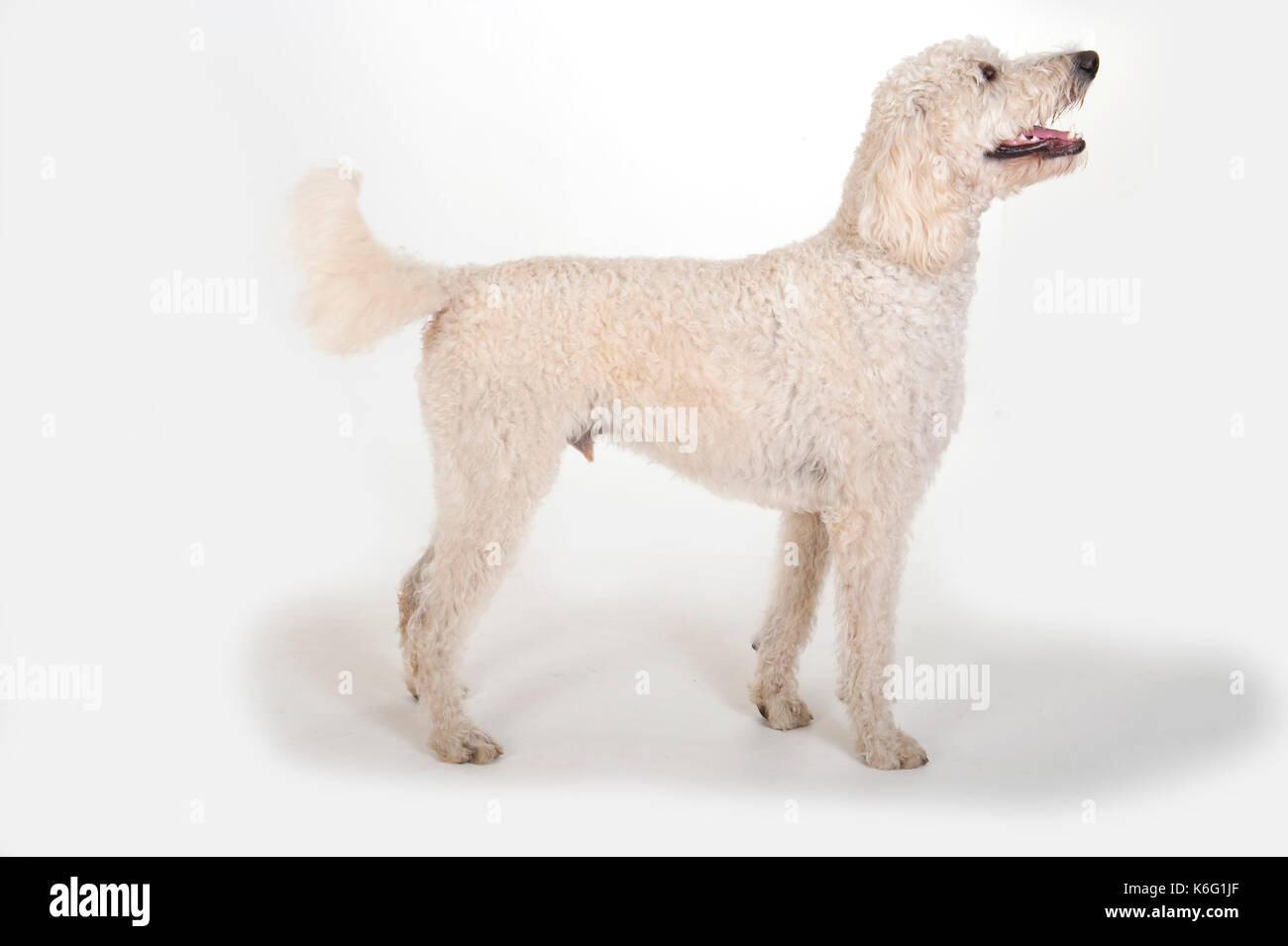 Labradoodle Dog, Standing, Studio, White Background Stock Photo - Alamy