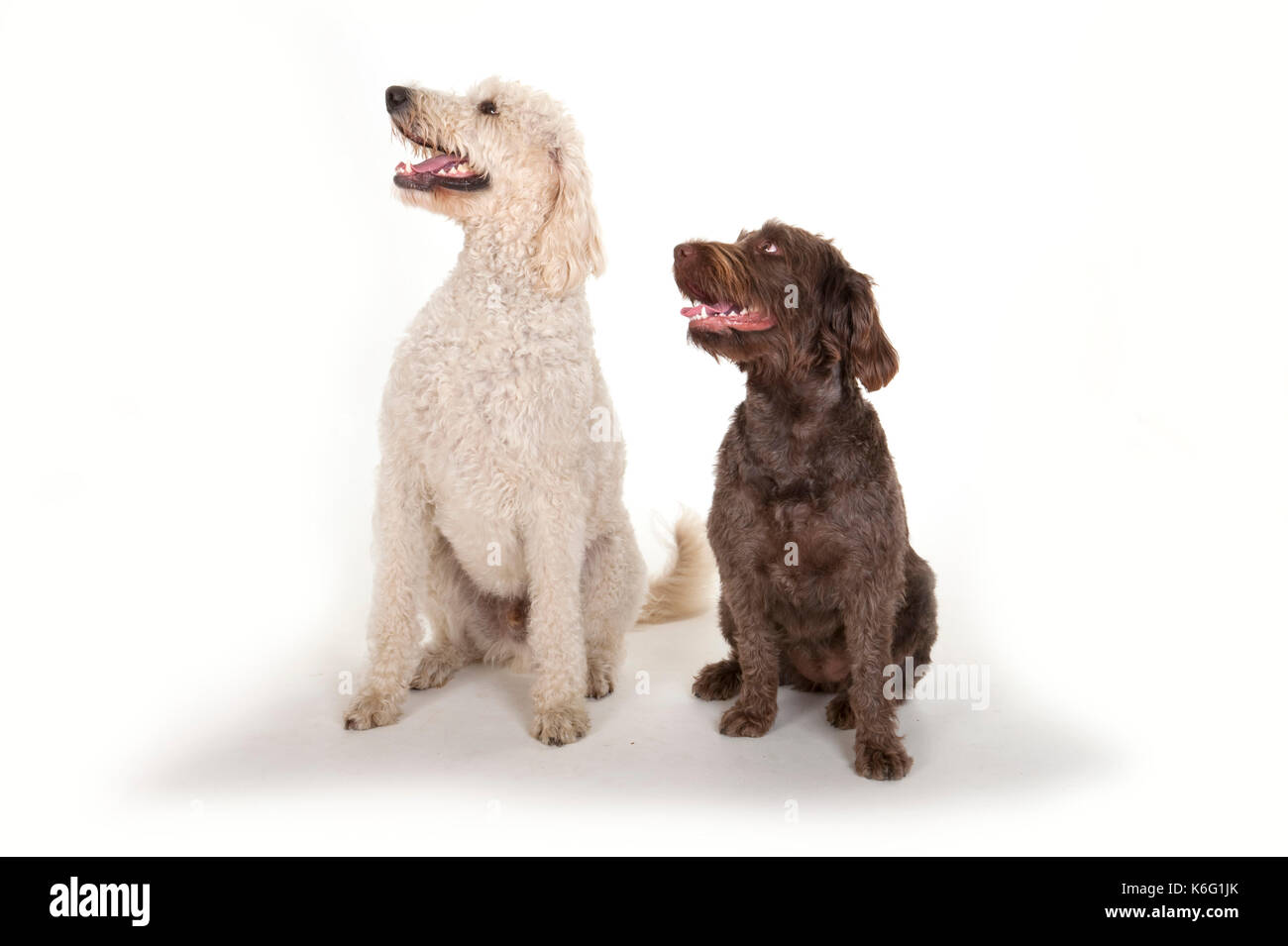 Labradoodle Dogs - Large & Small together sitting together, Studio ...