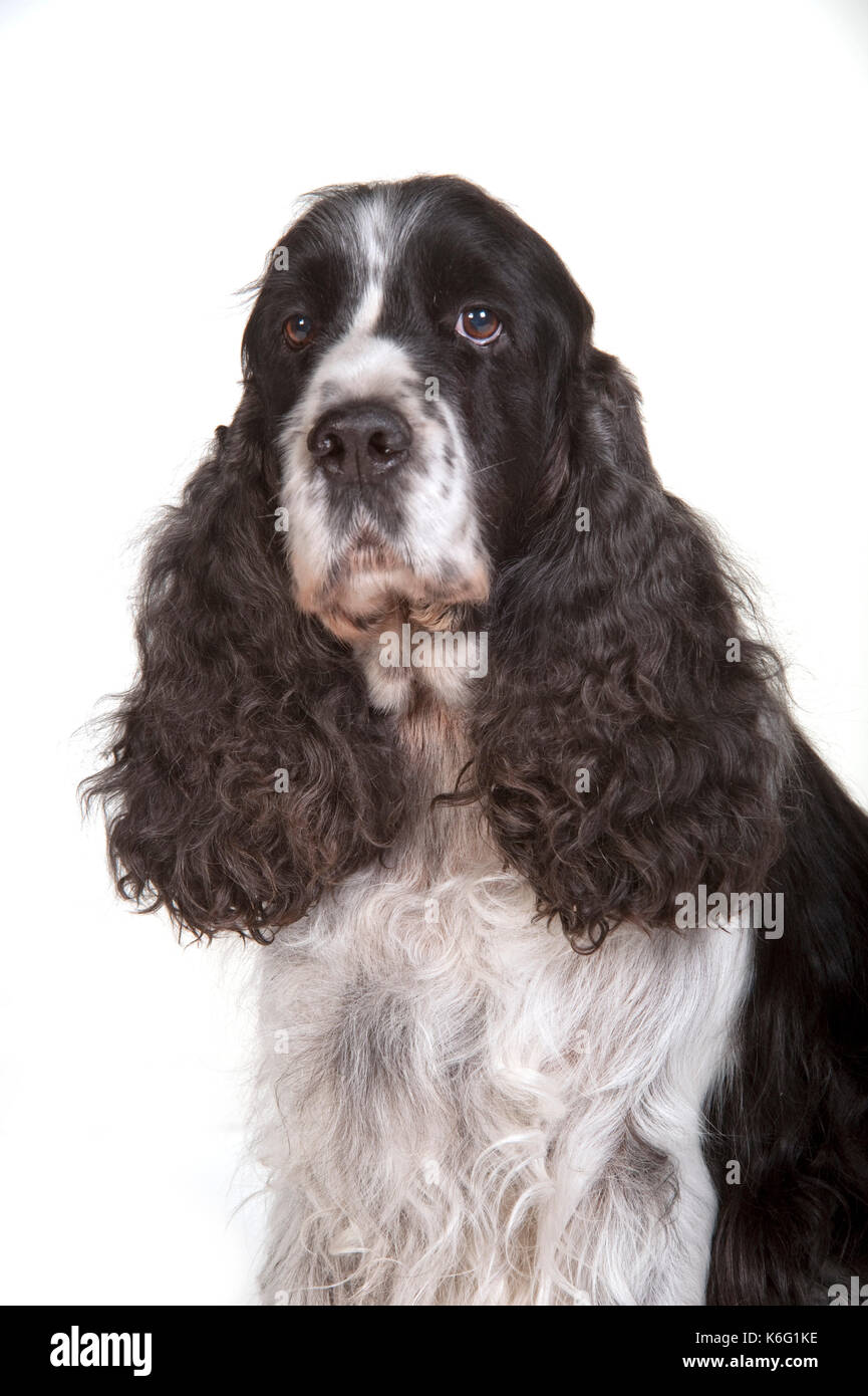 Springer Spaniel, Head Study, Studio, White Background Stock Photo - Alamy