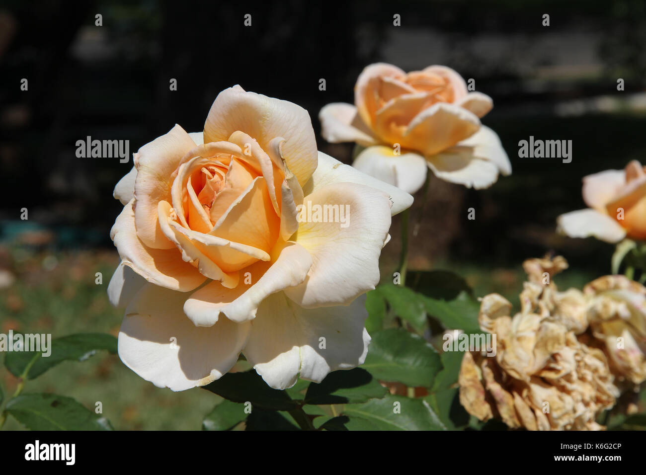 Warwick queensland hi-res stock photography and images - Alamy