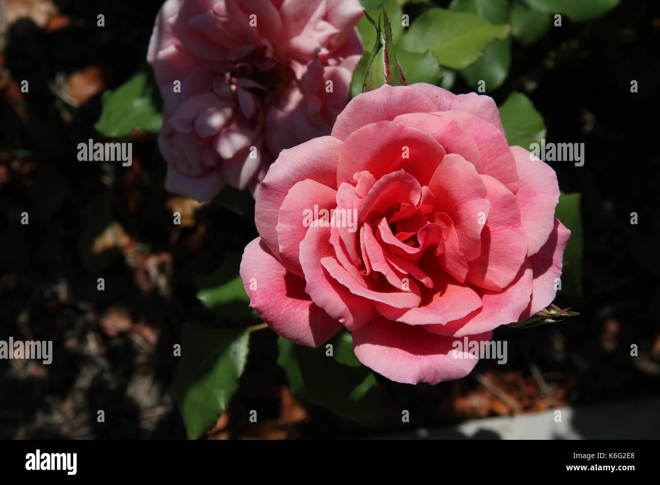 Pink rose, Warwick, Queensland, Australia Stock Photo - Alamy