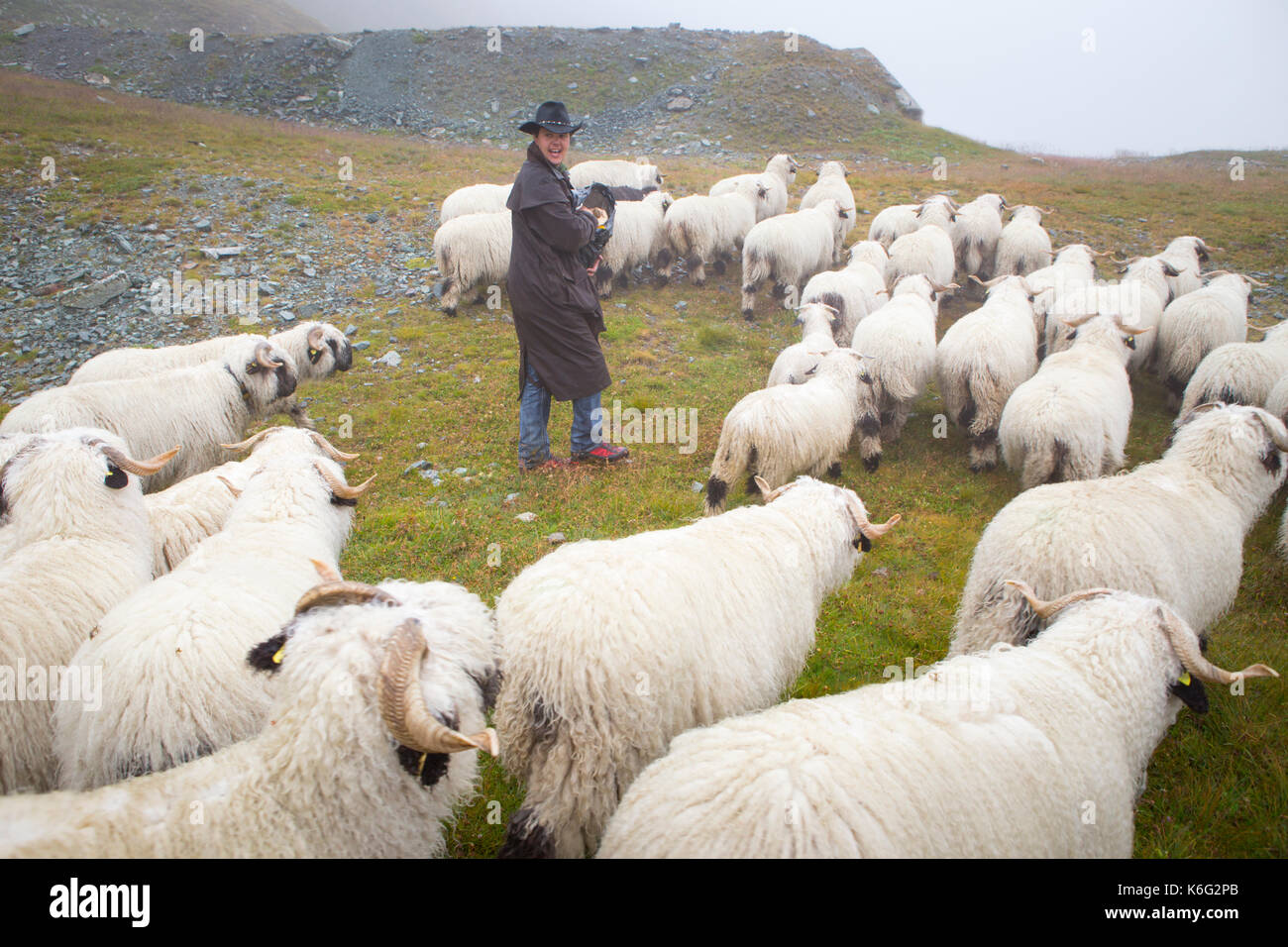 Man herding Blacknose sheep in Swiss Alps, Zermatt, Valais, Switzerland ...