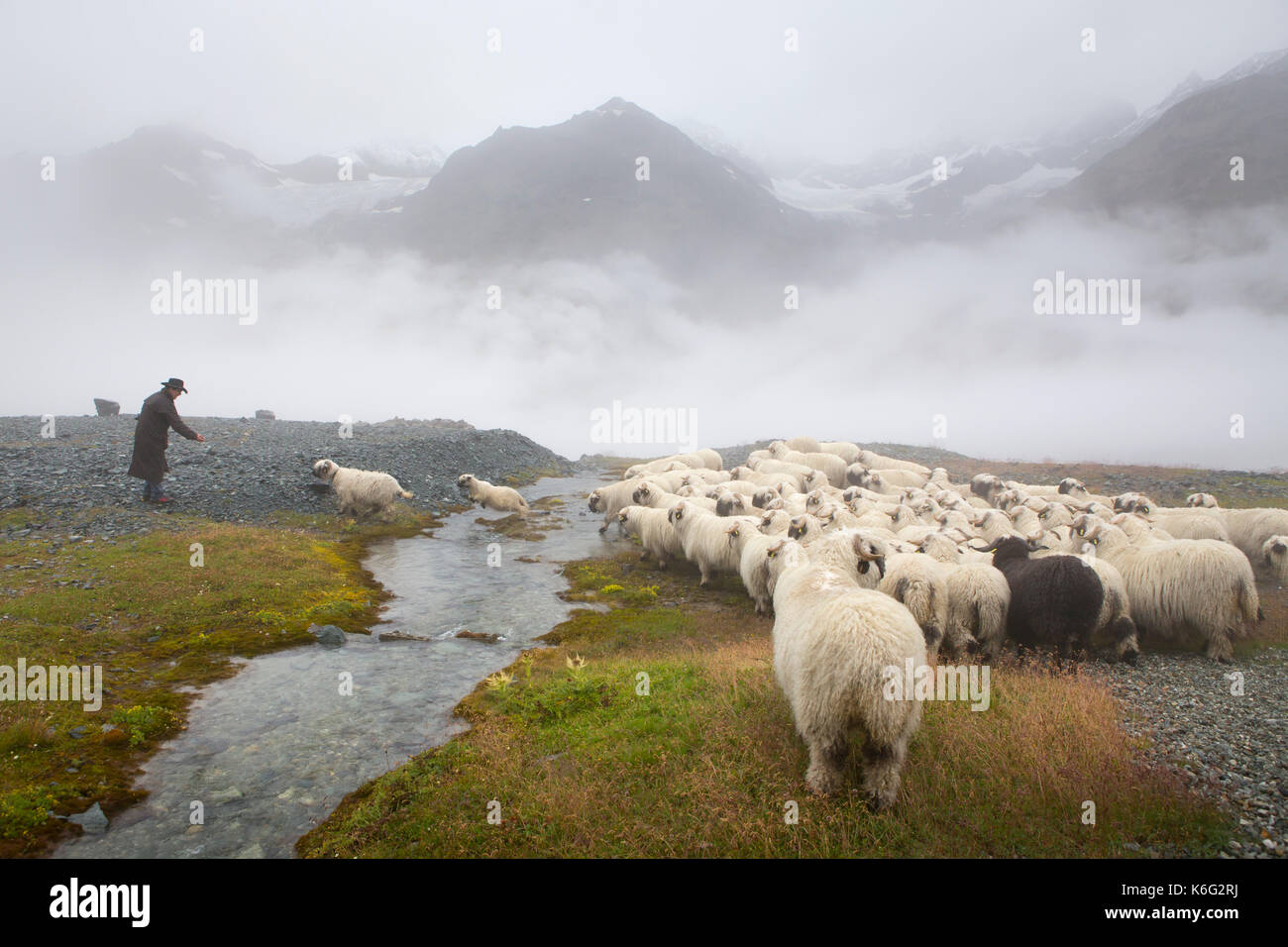 Man herding Blacknose sheep, Zermatt, Valais, Switzerland Stock Photo ...